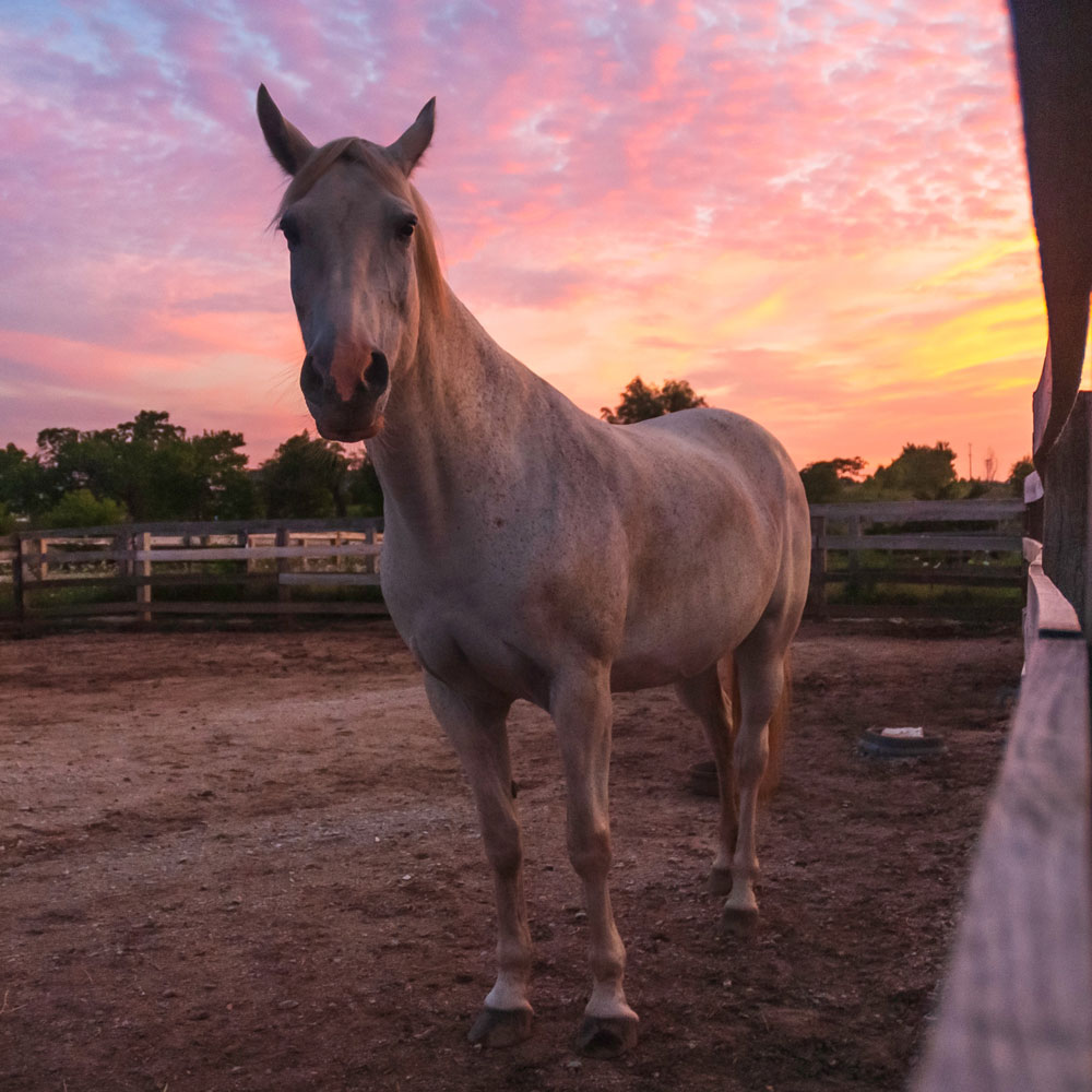 Sky Hawk Ranch – Redmond, Oregon – Horse Training and Boarding, Event ...